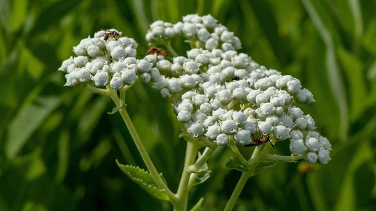 Kinin nedir, yararları nelerdir? Kinin ne için kullanılır, nerelerde ...